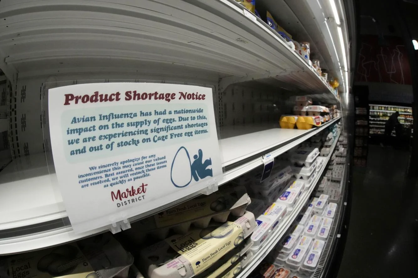 Social Claims that Chicken Feed is to Blame for the Egg Shortage ...